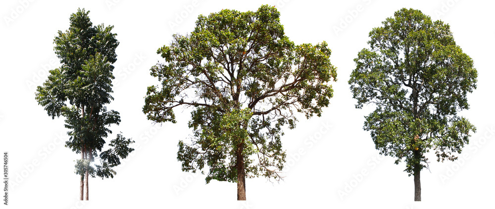 isolated tree collection on white background/ Collection of Isolated ...