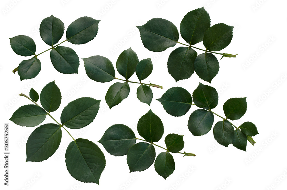 Green rose leaves isolated on white Stock Photo | Adobe Stock