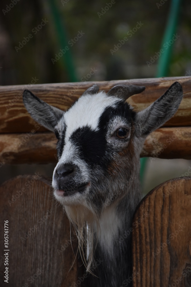 pied dwarf goat in feed stand Stock Photo | Adobe Stock