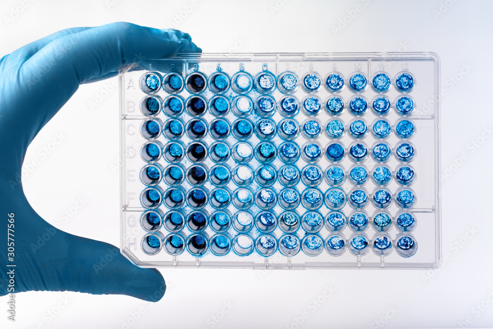 Researcher holding microplate for biomedical research /Scientist ...