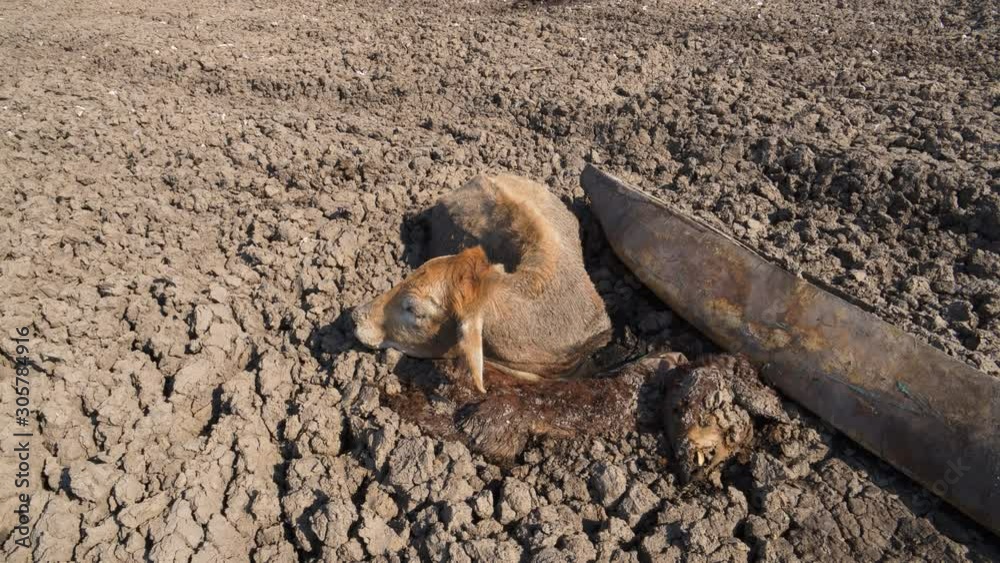 Climate change.Close-up aerial view of cow bearly alive, lies stuck on ...