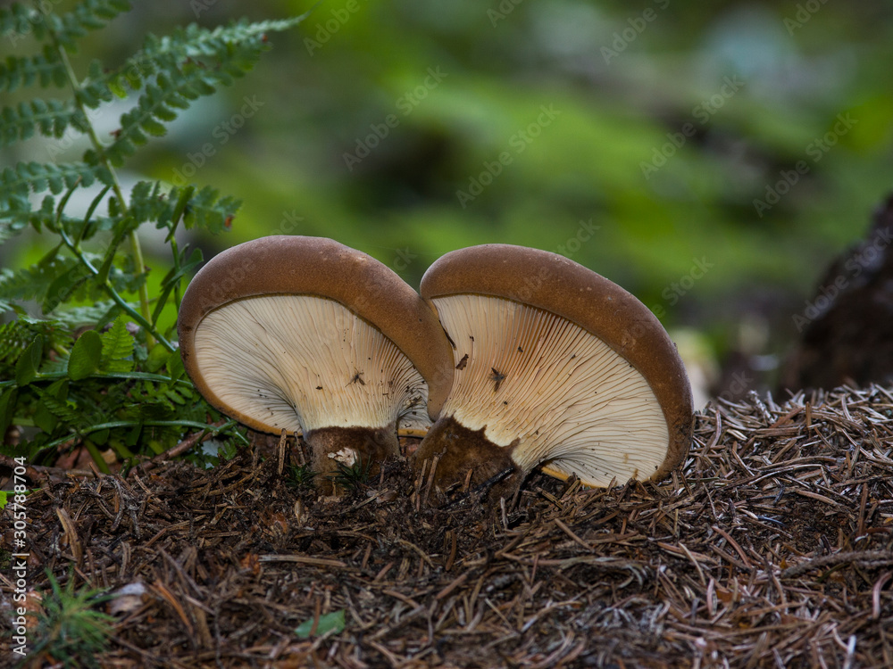 Velvet Pax, or Paxillus atrotomentosus, or Tapinella atrotomentosa, a ...
