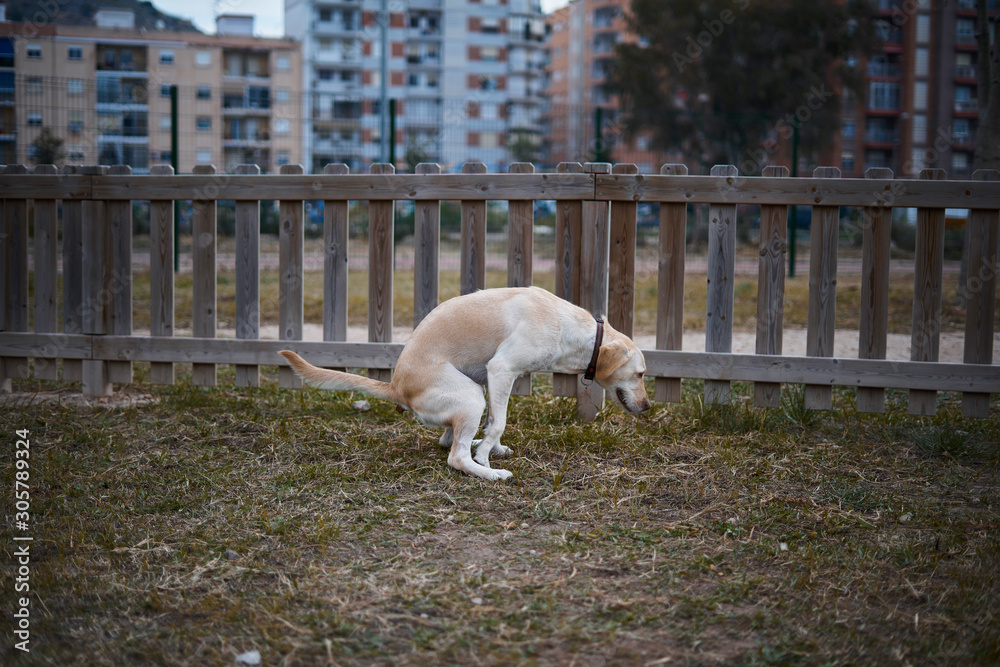 Dog Pooping Wallpaper