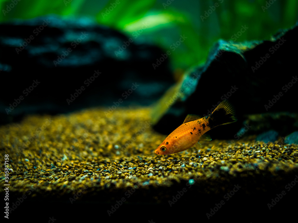 Red Wagtail Platy (Xiphophorus maculatus) in a fish tank Stock Photo ...