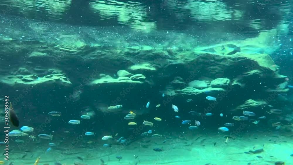 Under the sea with lots of fishes swimming. Different species of ...