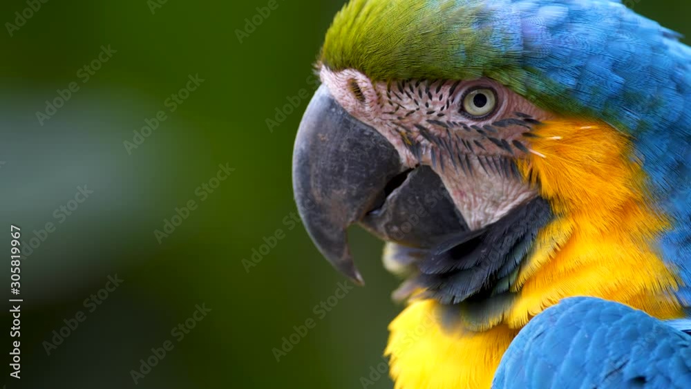 Extreme close up of a Blue and Yellow Macaw gazing with expressive face ...