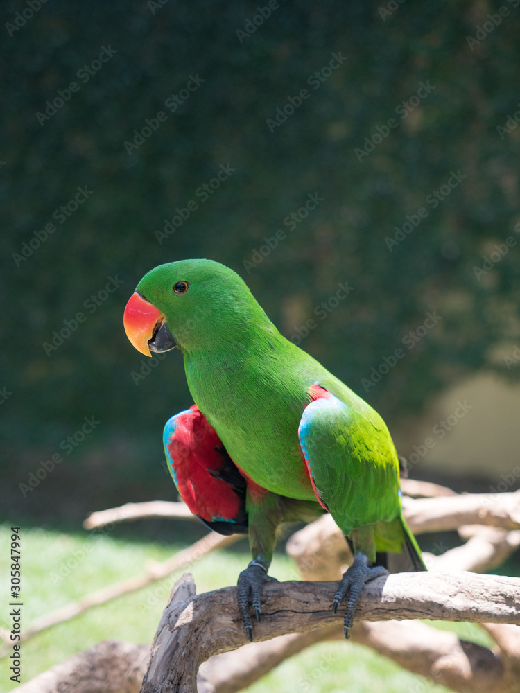 Indonesia, november 2019: The eclectus parrot (Eclectus roratus ...