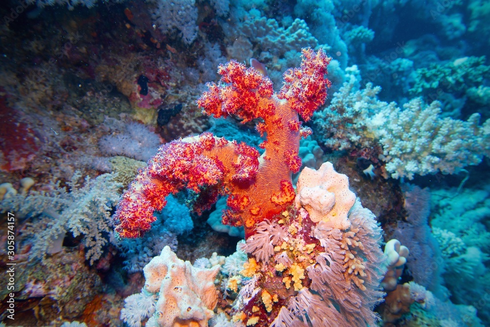 Beautiful underwater scene with coral reef and red soft coral ...