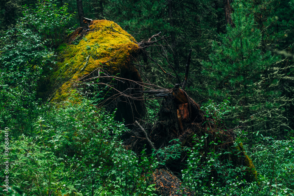 Big fallen tree root covered with thick moss in taiga wilderness among ...