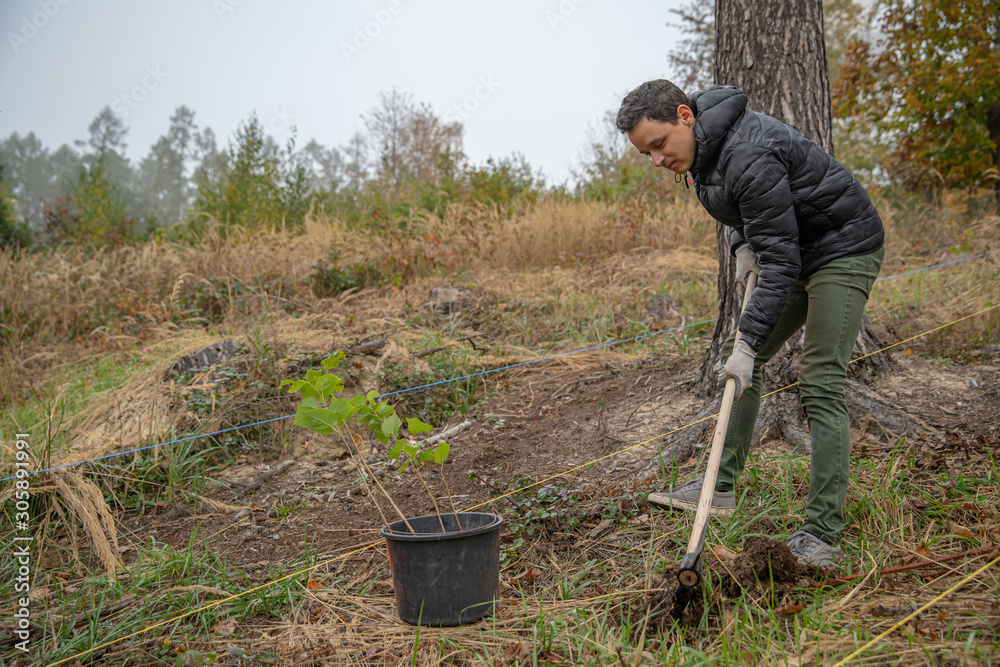 plantation of young trees for forest regeneration after intervention by ...