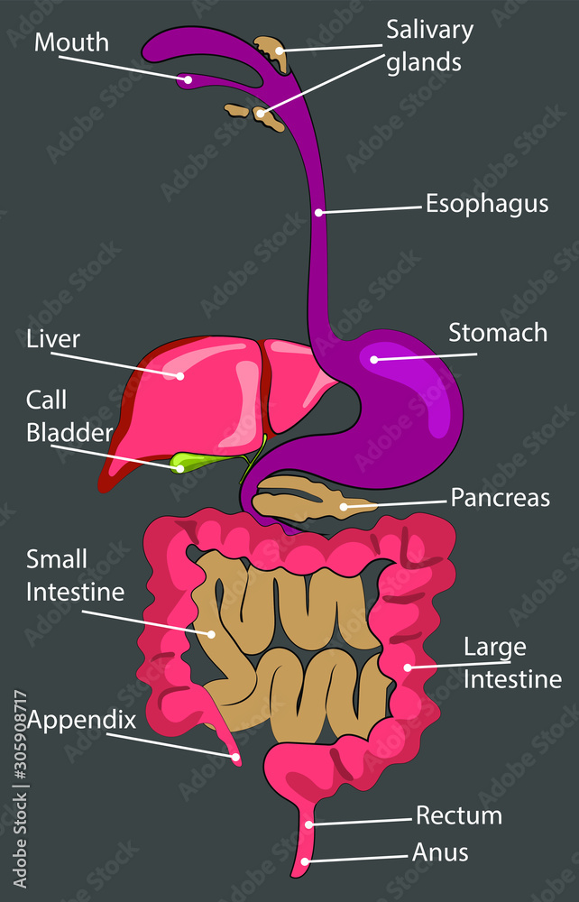 Scheme Human digestive system, digestive tract or alimentary canal ...
