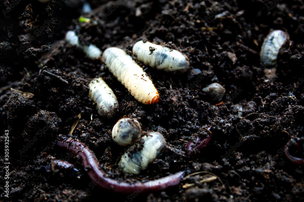 beetle lavas on soil , group of larvas on soil ,fat insect larvae Stock ...