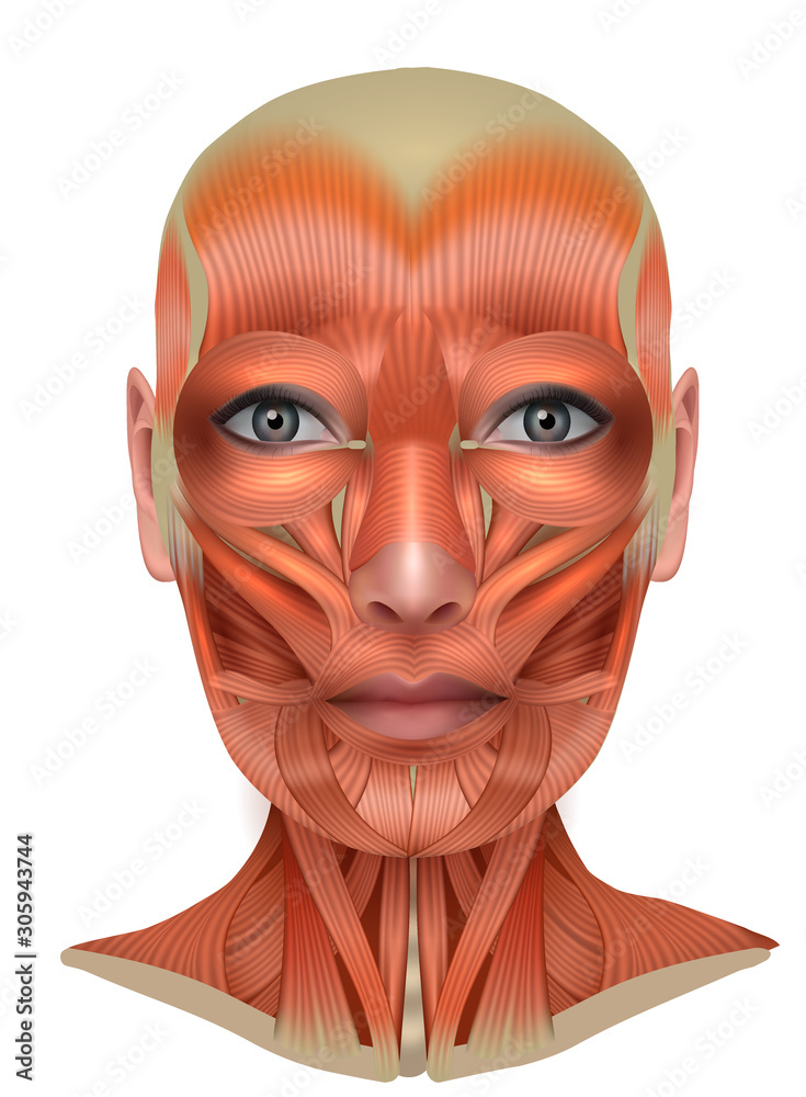 Muscles structure of the female face and neck Stock Vector | Adobe Stock