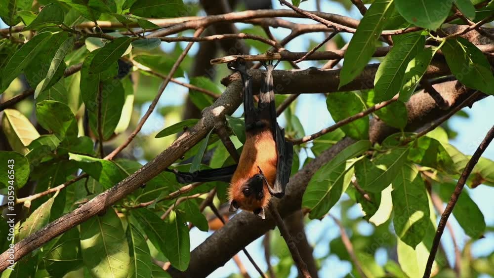 Flying Fox or Pteropus lyleior, takes off as it stares down and its ...