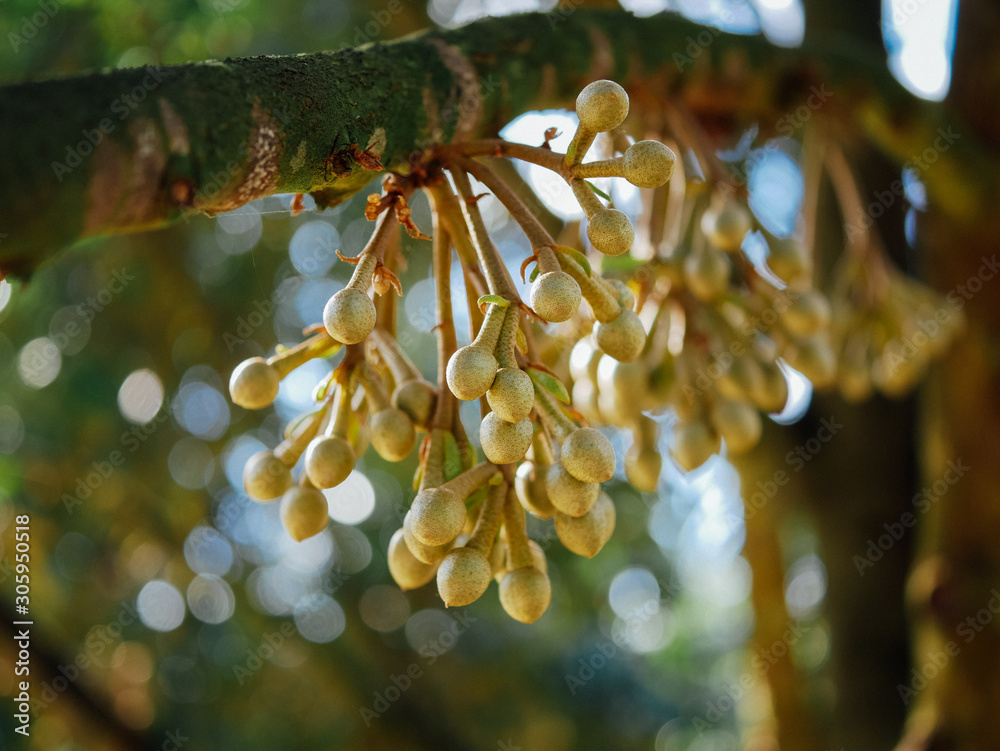 Foto de durian flowers blooming from the branched of durian tree do ...