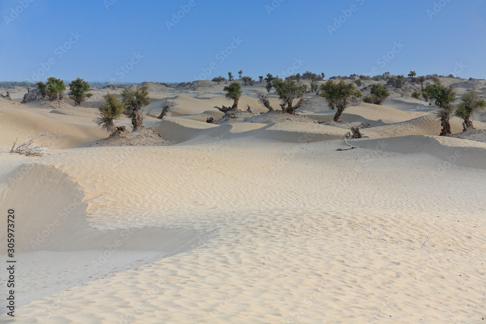 Group of desert poplar-Populus euphratica trees. Taklamakan Desert ...