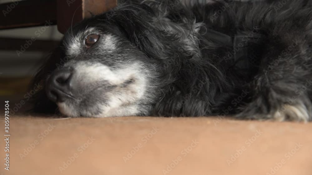 Dog Watches Light Swing Overhead 60fps Stock Video | Adobe Stock