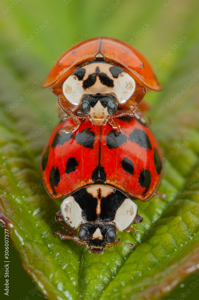 Mating Asian lady beetles, Harmonia axyridis mating, mating and reproduction harlequin beetle ...