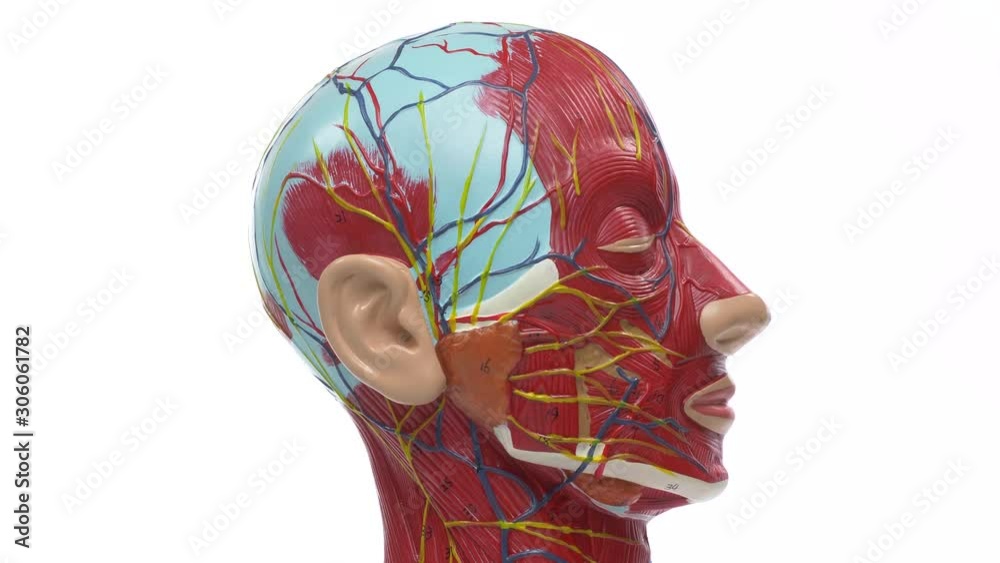 Human head anatomy model rotating. The anatomical internal structure of ...
