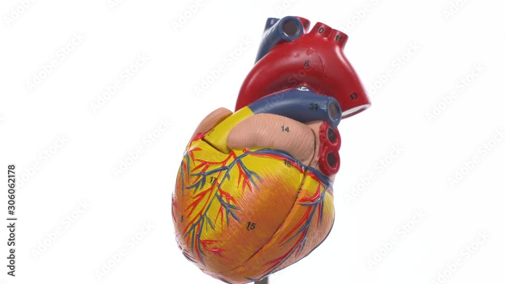 Human heart anatomy model rotating. Human anatomical internal structure ...