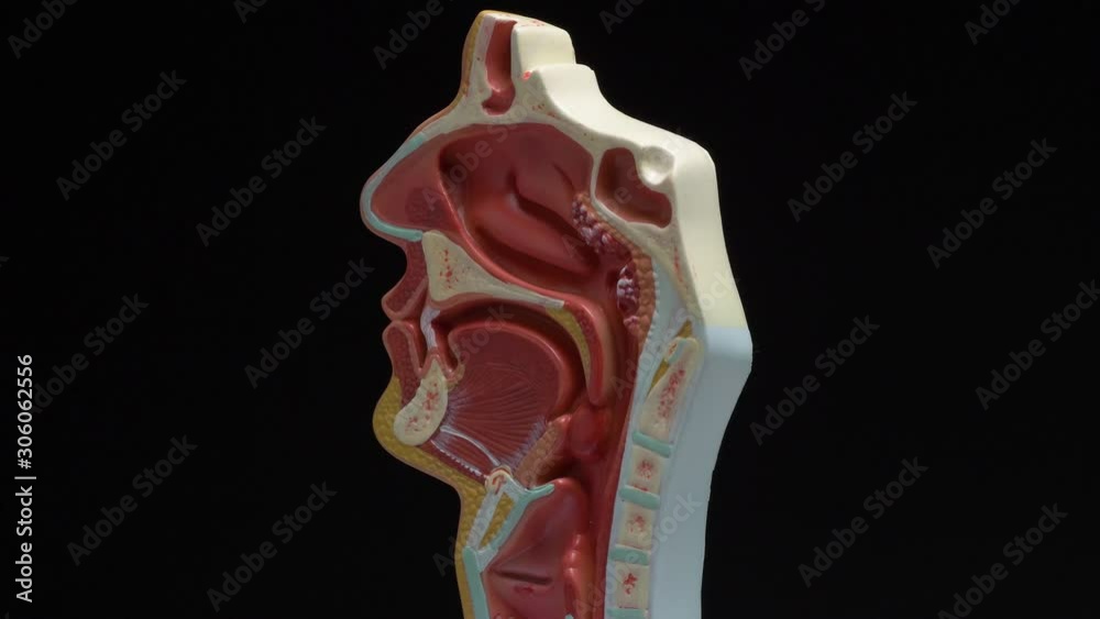 Anatomy model showing inside a human nose and throat organs. Human face ...