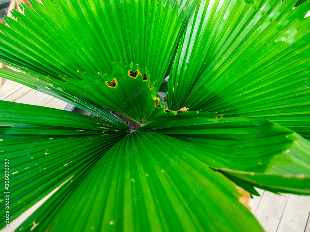 Licuala grandis, the ruffled fan palm, Vanuatu fan palm or Palas palm ...