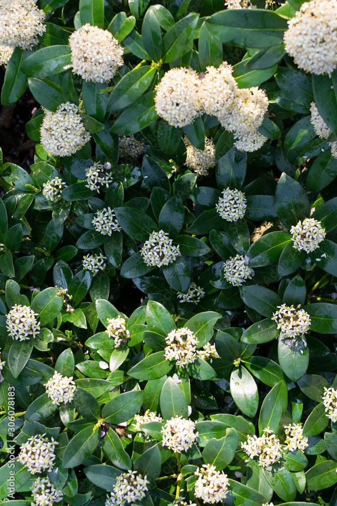 Dwarf Female Japanese Skimmia (Skimmia Japonica 'Dwarf, 55% OFF