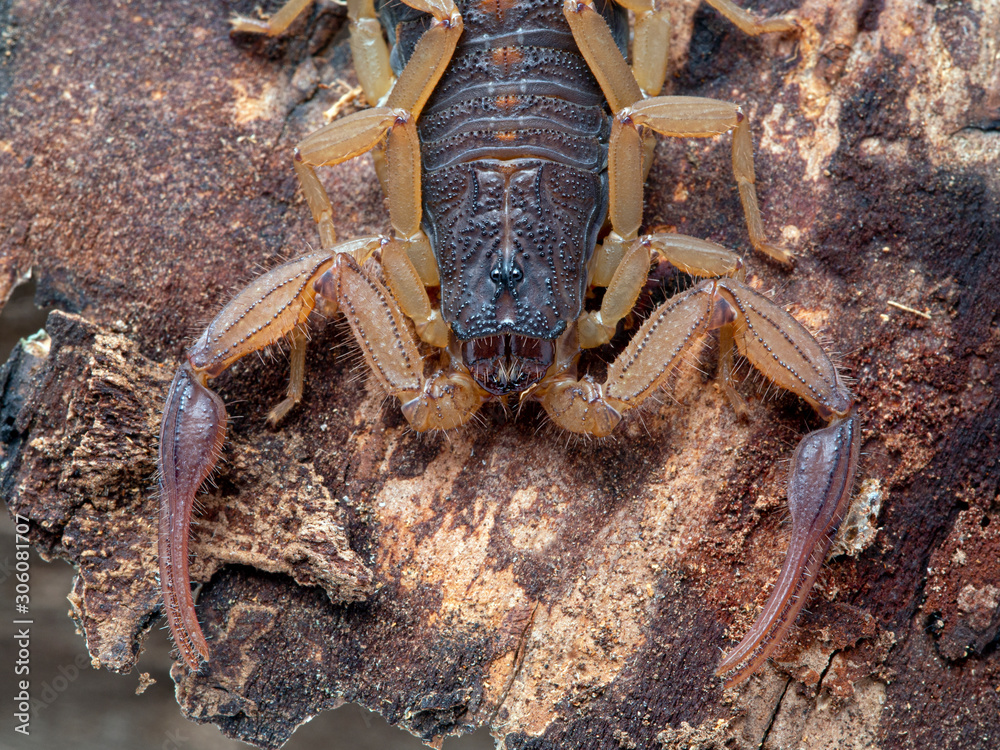 Centruroides Margaritatus