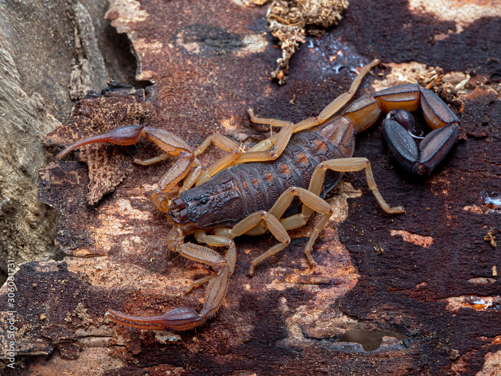 Central American bark Scorpion, Centruroides margaritatus, on bark. The ...