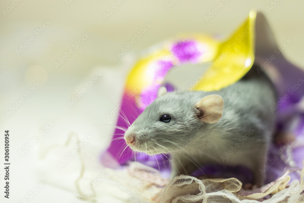 Pet Dumbo Mouse