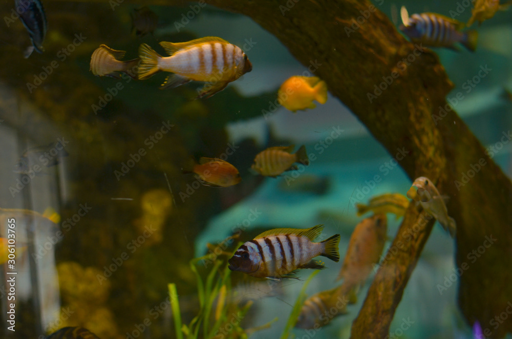 Deep sea fishes of various variety swimming around in large underwater ...