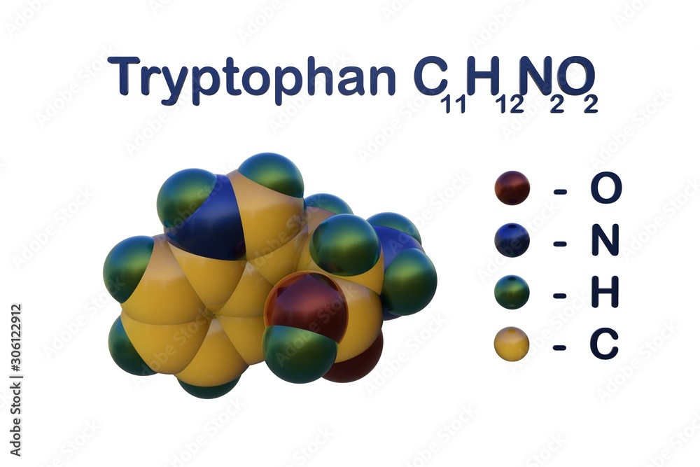 Structural chemical formula and molecular model of tryptophan, a ...