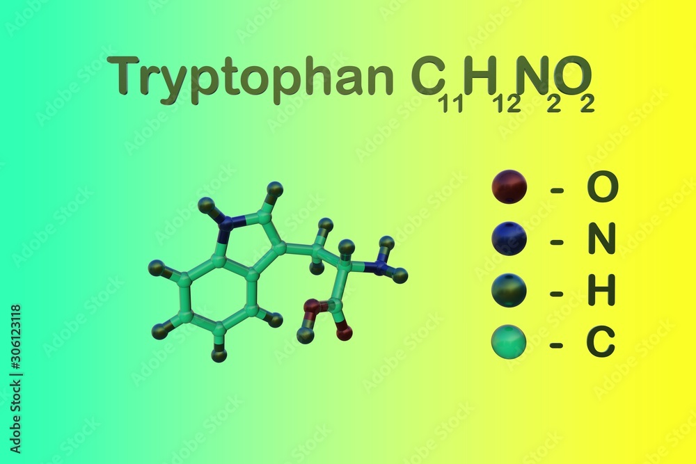 Structural chemical formula and molecular model of tryptophan, a ...