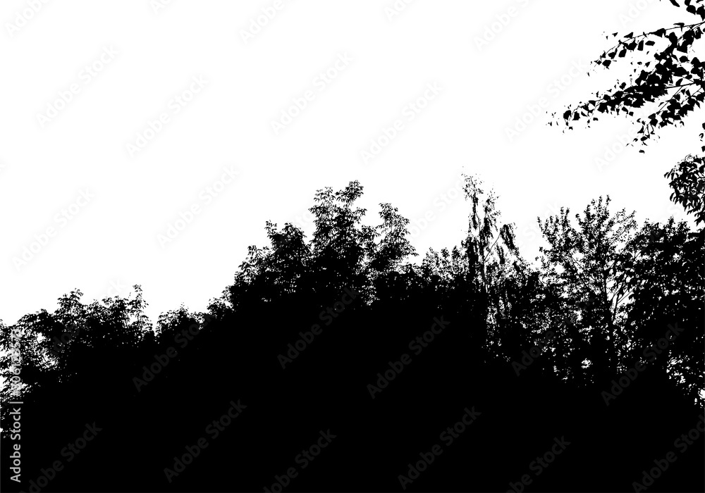 Black tree forest silhouette. Card with copy space. Isolated on white ...