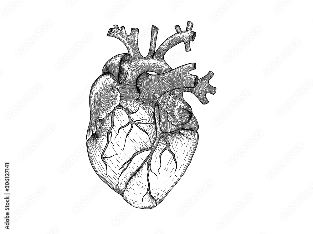 Human Heart Black And White