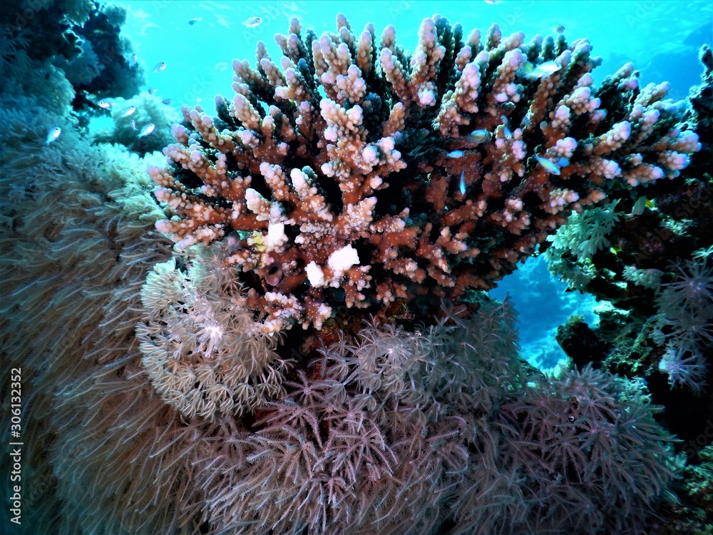 morze czerwone koral rafa blu nurkowanie podwodne biały Stock Photo ...