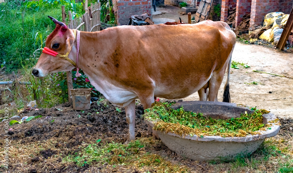 Photo of Beautiful Cow, brown in color, been domesticated for milking ...