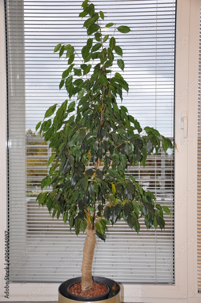 Ficus tree in pot. Ficus tree in empty room in front of balcony. Stock ...