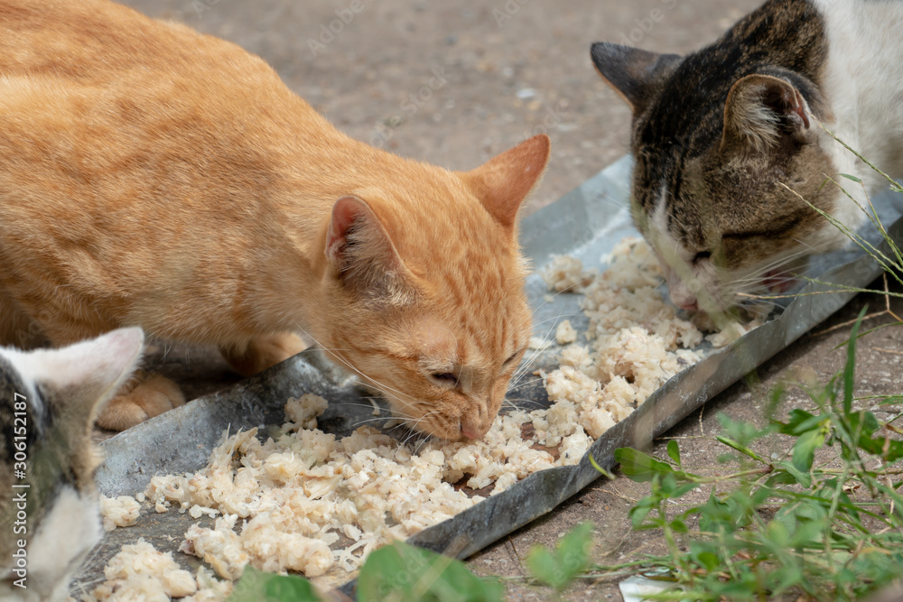 Poster Close up cats are eating food in the tray, close up Thai cat ...