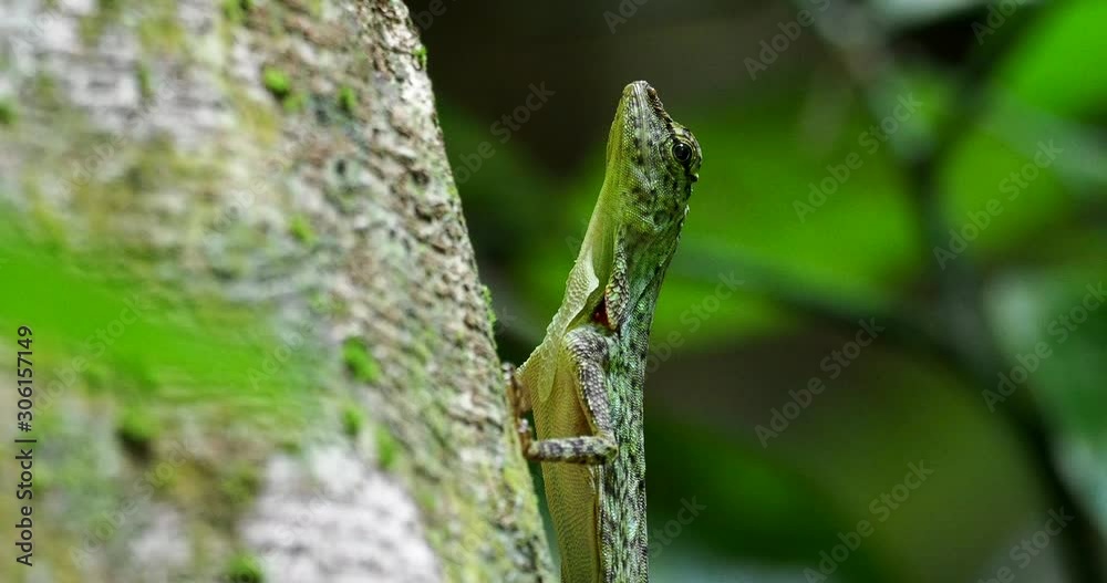 Barred gliding lizard - Draco taeniopterus - Draco is a genus of agamid ...