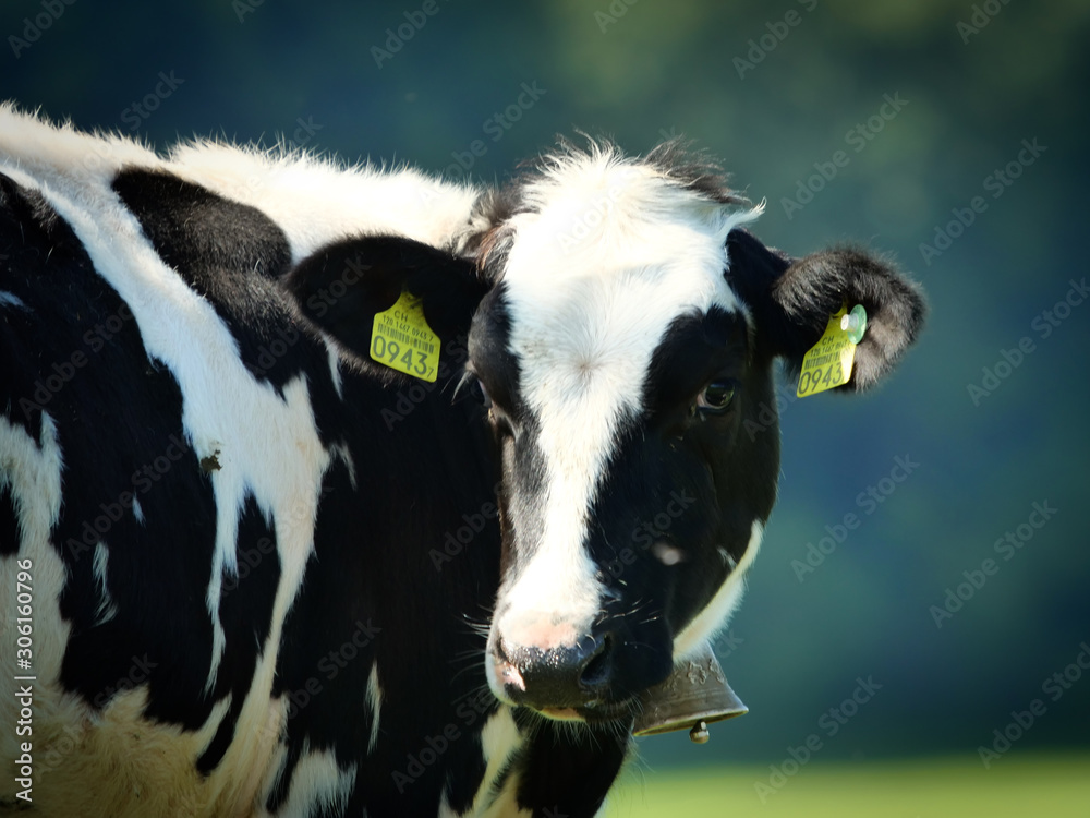 Vache fribourgeoise laitière Stock-Foto | Adobe Stock