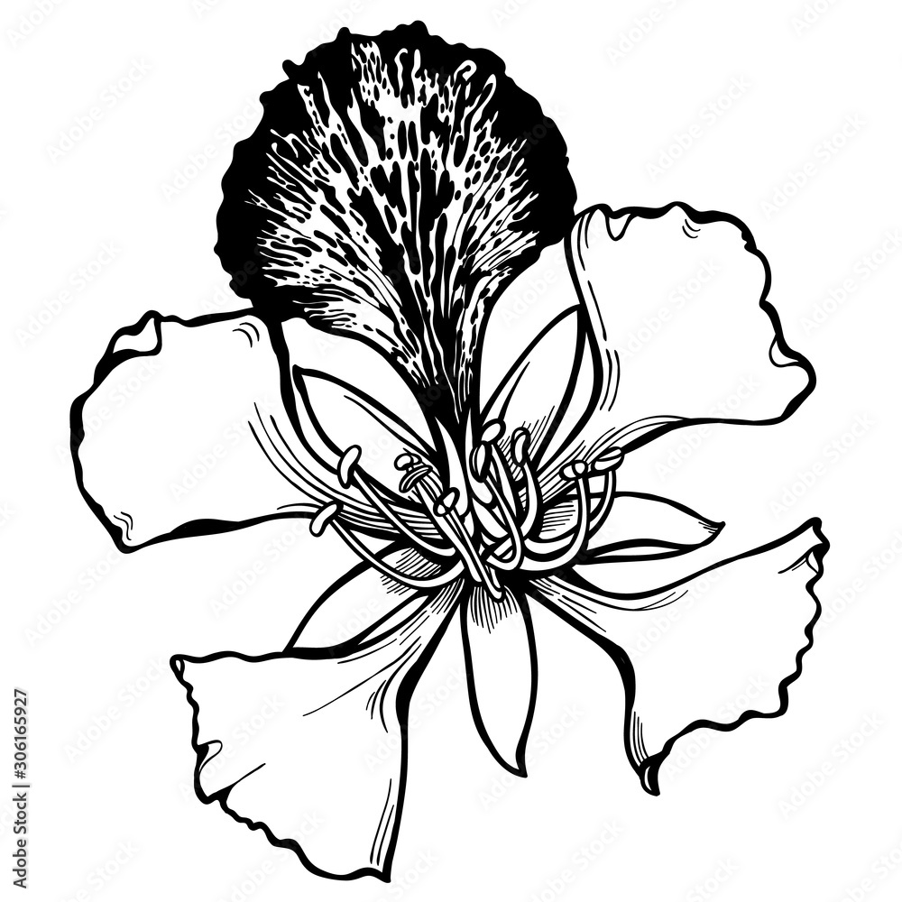 Hand drawn poinciana floral Vector Illustration Stock Vector | Adobe Stock