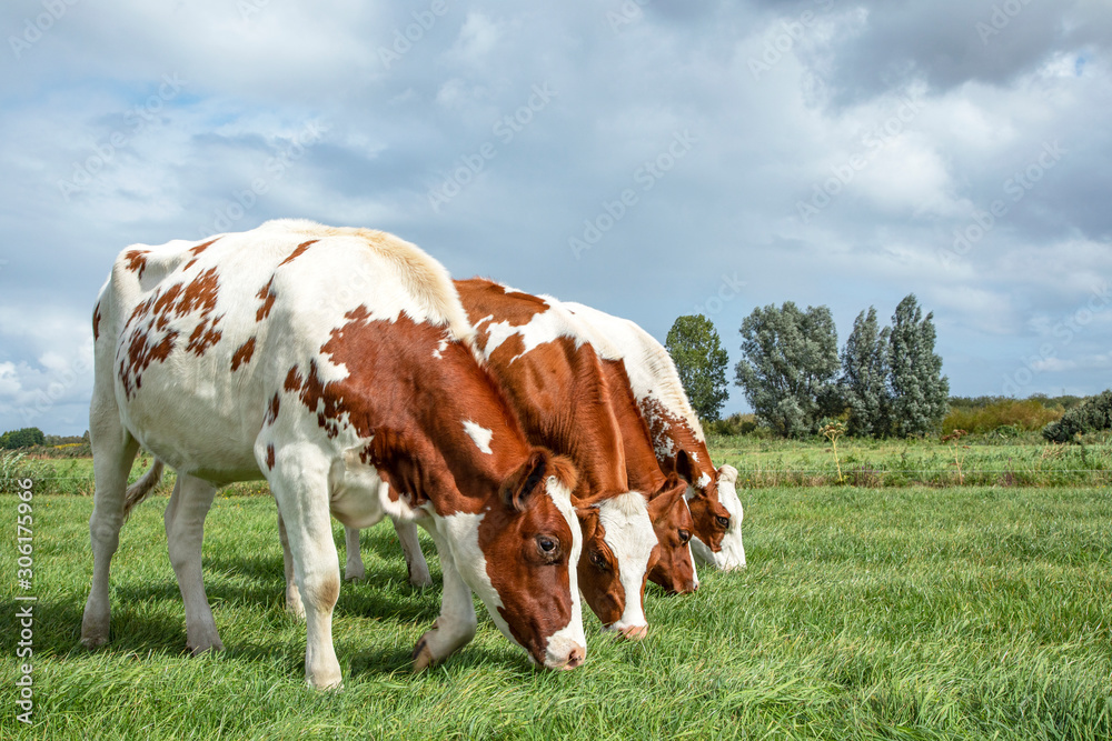 Four cows grazing next to each other, neatly in a row, in a pasture ...