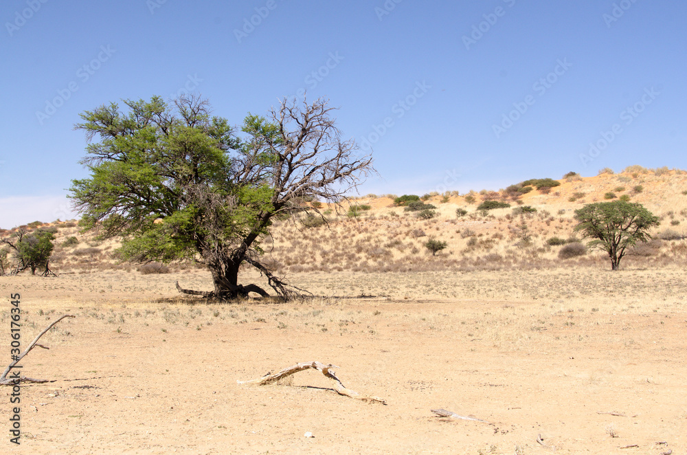 Parc national Kalahari Gemsbok, parc transfrontalier de Kgalagadi ...
