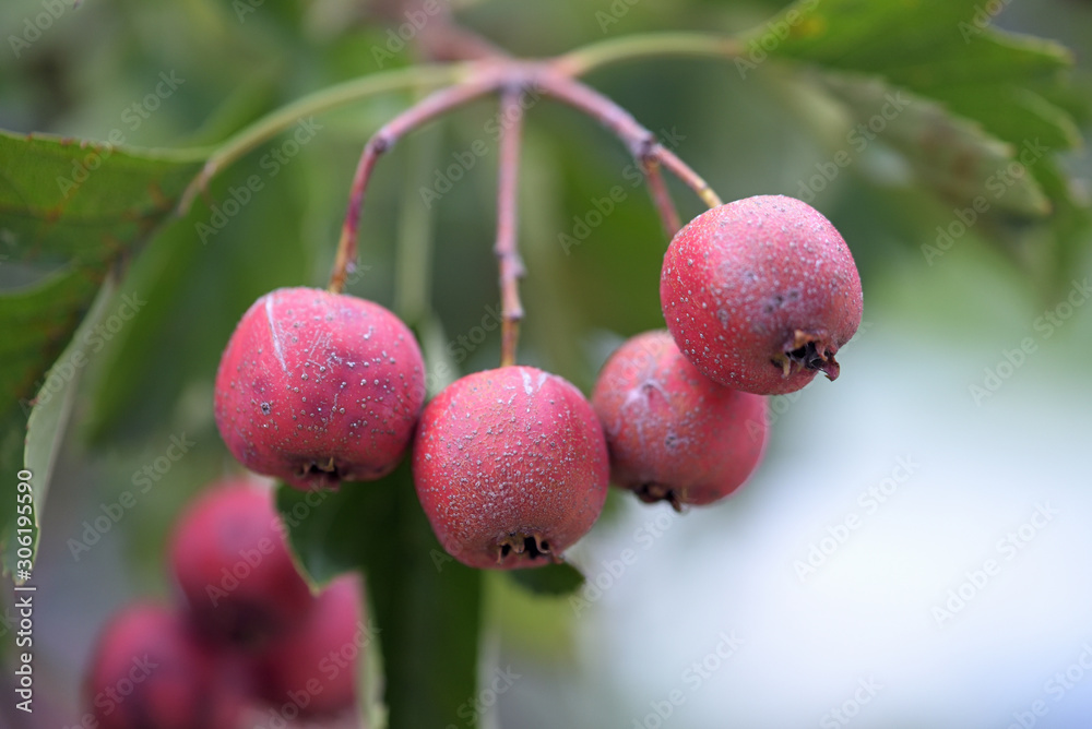 Red fruits of Japanese hawthorn, on the branch, Crataegus cuneata Stock ...