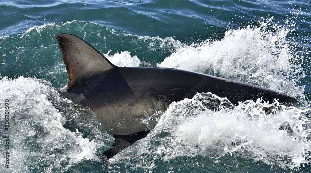Shark back and dorsal fin above water. Fin of great white shark ...