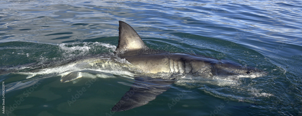 Shark back and dorsal fin above water. Fin of great white shark ...