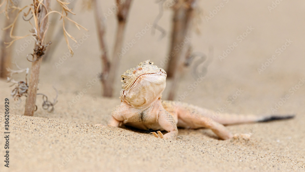 Toadhead agama Phrynocephalus mystaceus on a sand dune in Dagestan ...
