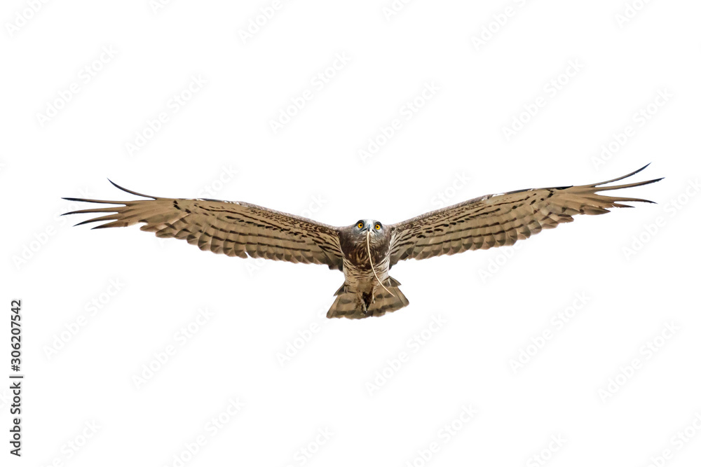 Short-toed snake eagle Circaetus gallicus in flight with serpent in ...