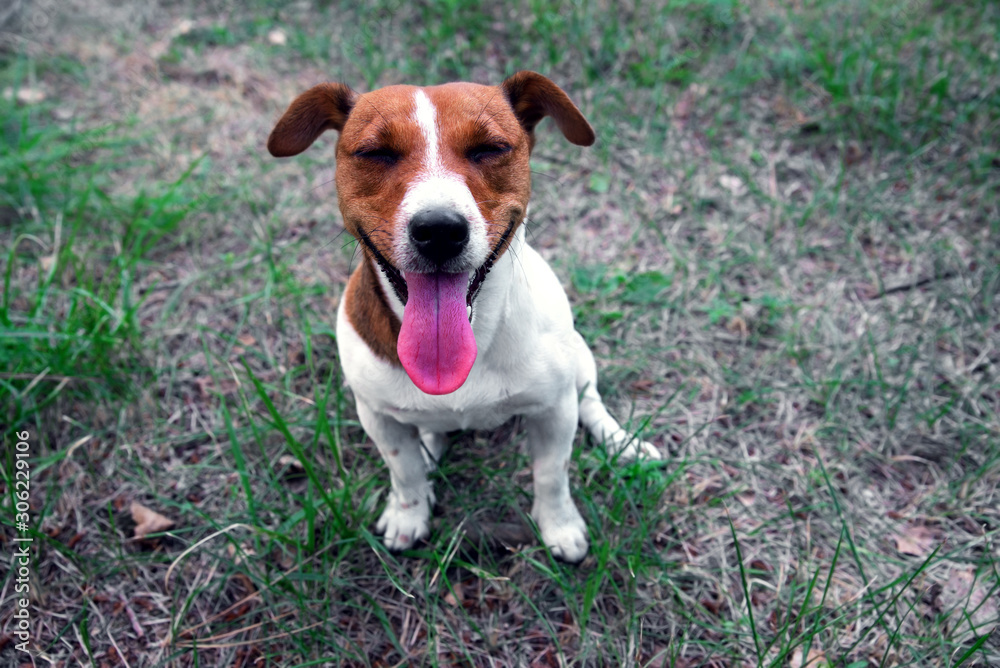 contented dog jack russell terrier sits on the ground and looks at the ...